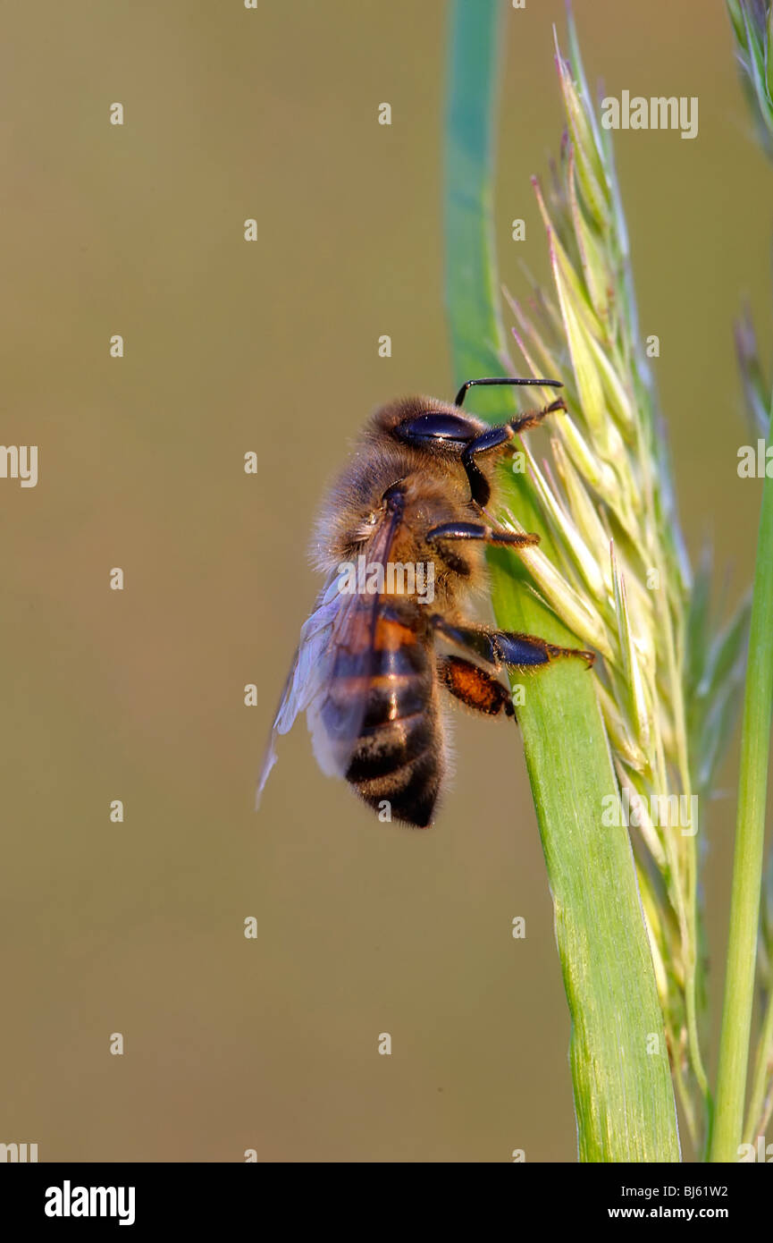 Insect macro, Russia, Moscow Region Stock Photo - Alamy