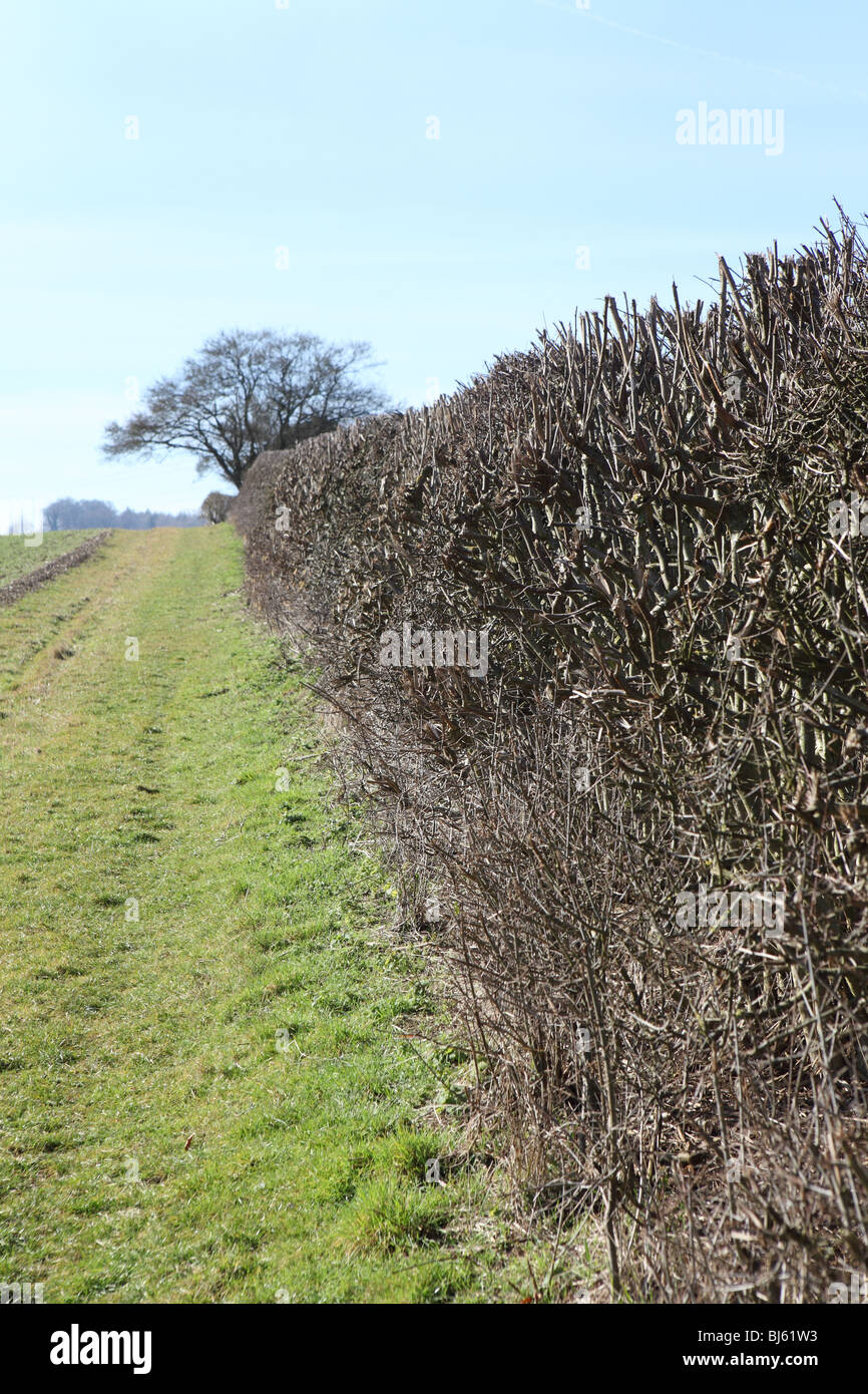 Farm hedgerow uk hi-res stock photography and images - Alamy