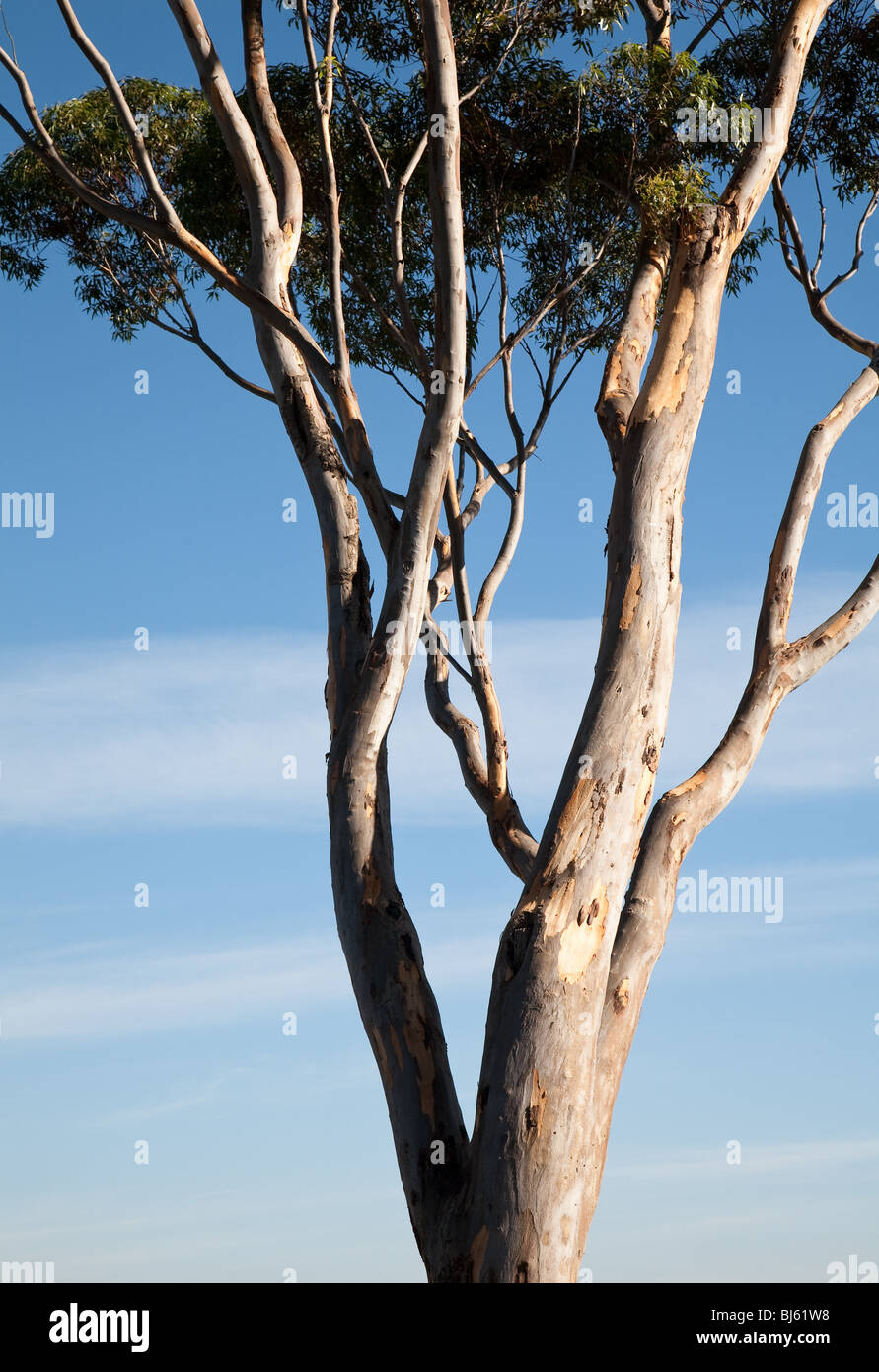 Blue gum tree hi-res stock photography and images - Alamy