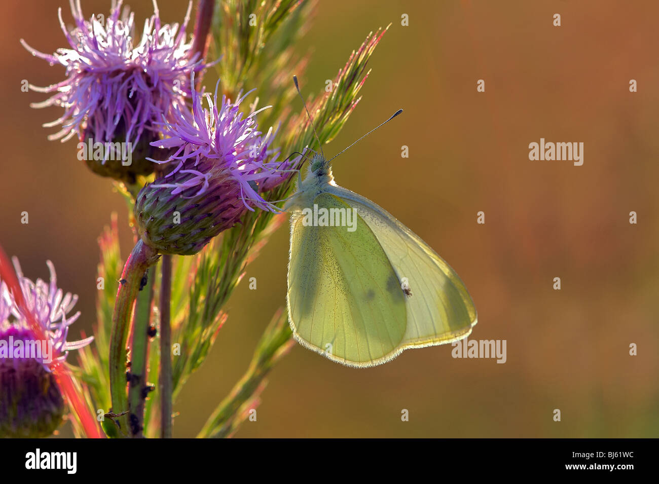 Insect macro, Russia, Moscow Region Stock Photo - Alamy