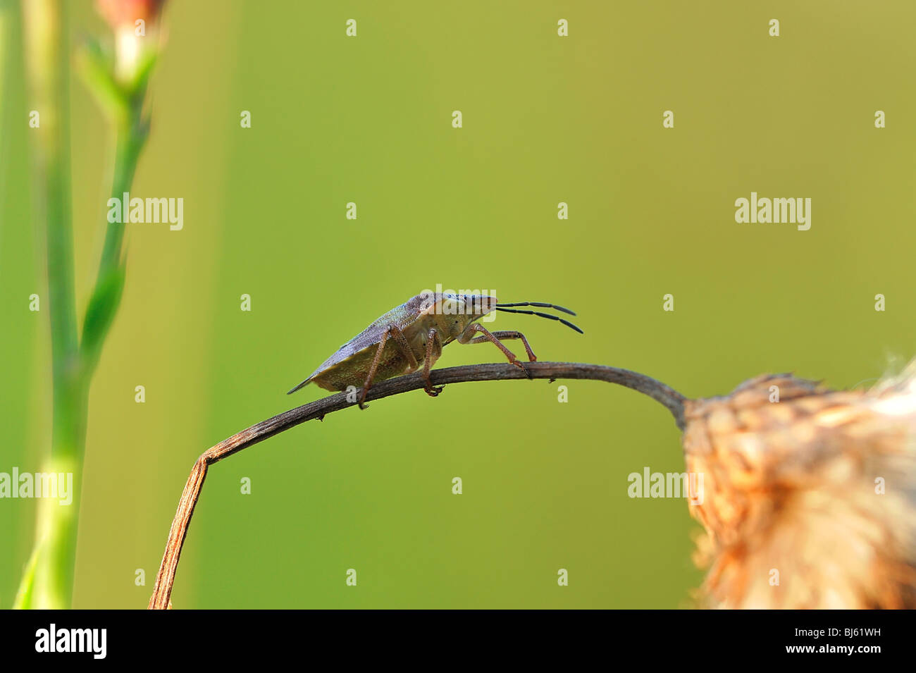 Insect macro, Russia, Moscow Region Stock Photo - Alamy