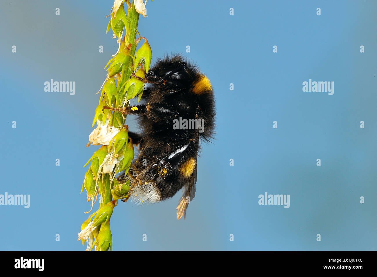 Insect macro, Russia, Moscow Region Stock Photo - Alamy