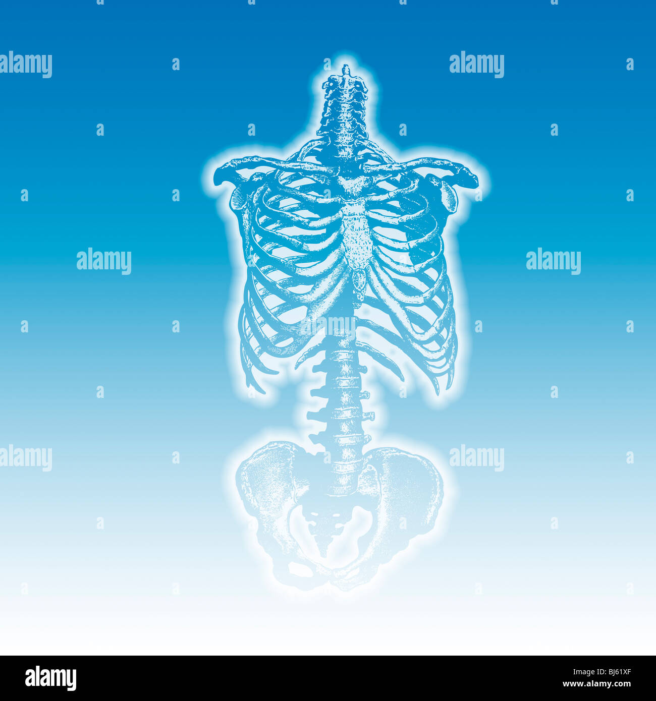 Illustration of a Human Skeleton Torso Stock Photo - Alamy