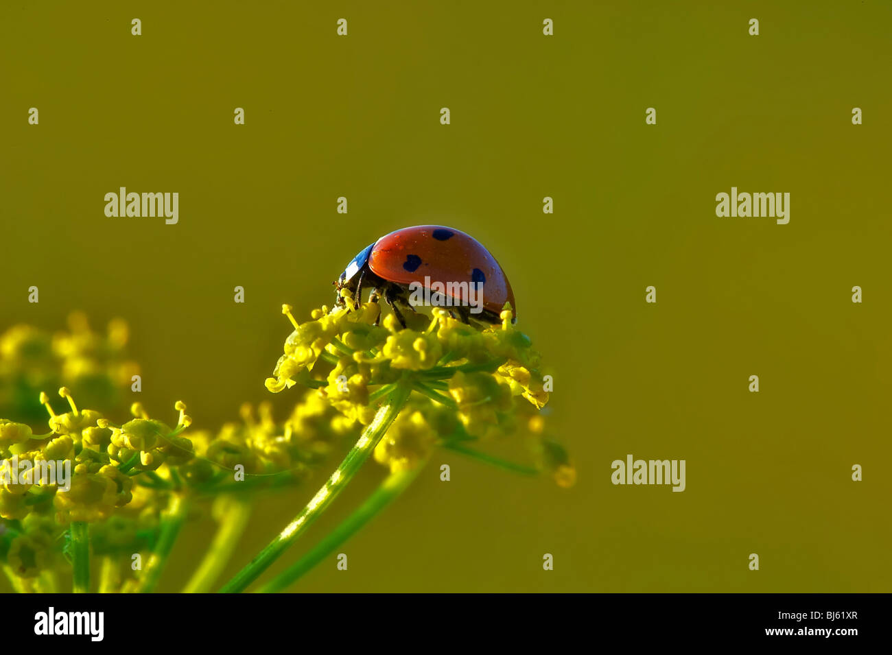 Insect macro, Russia, Moscow Region Stock Photo - Alamy