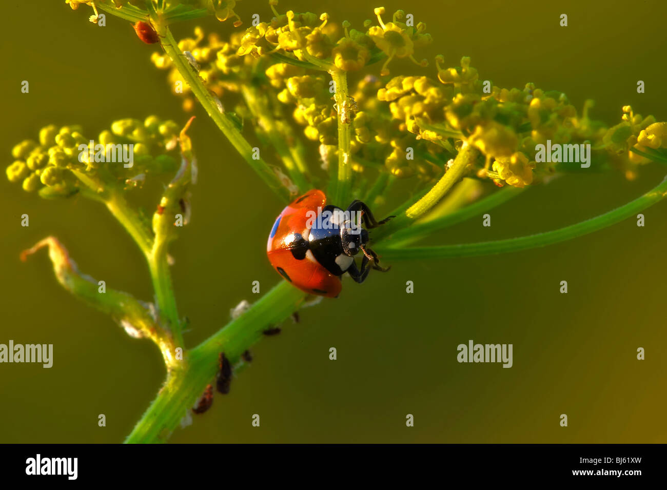 Insect macro, Russia, Moscow Region Stock Photo - Alamy