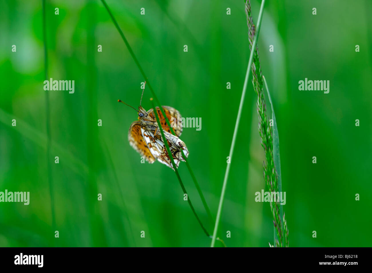 A butterfly is any of several groups of mainly day-flying insects of ...