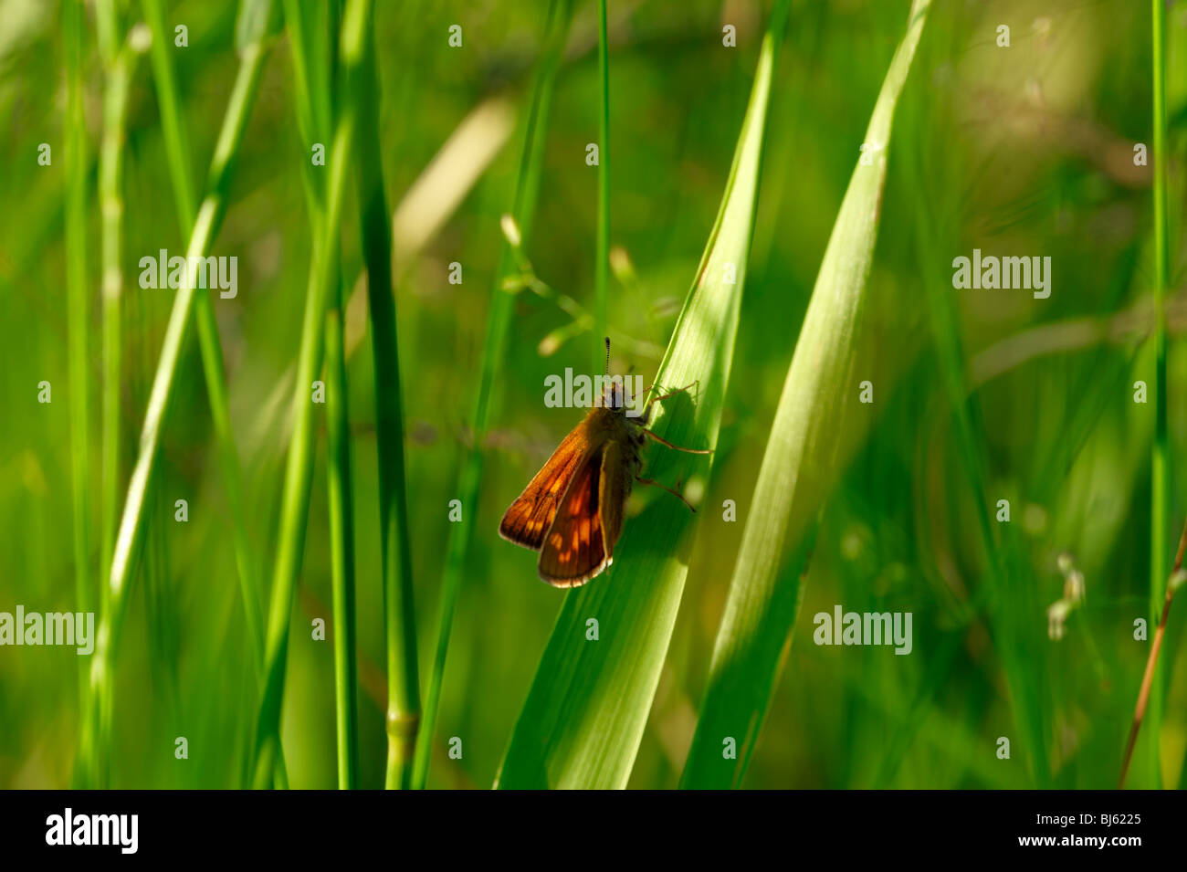 A butterfly is any of several groups of mainly day-flying insects of ...