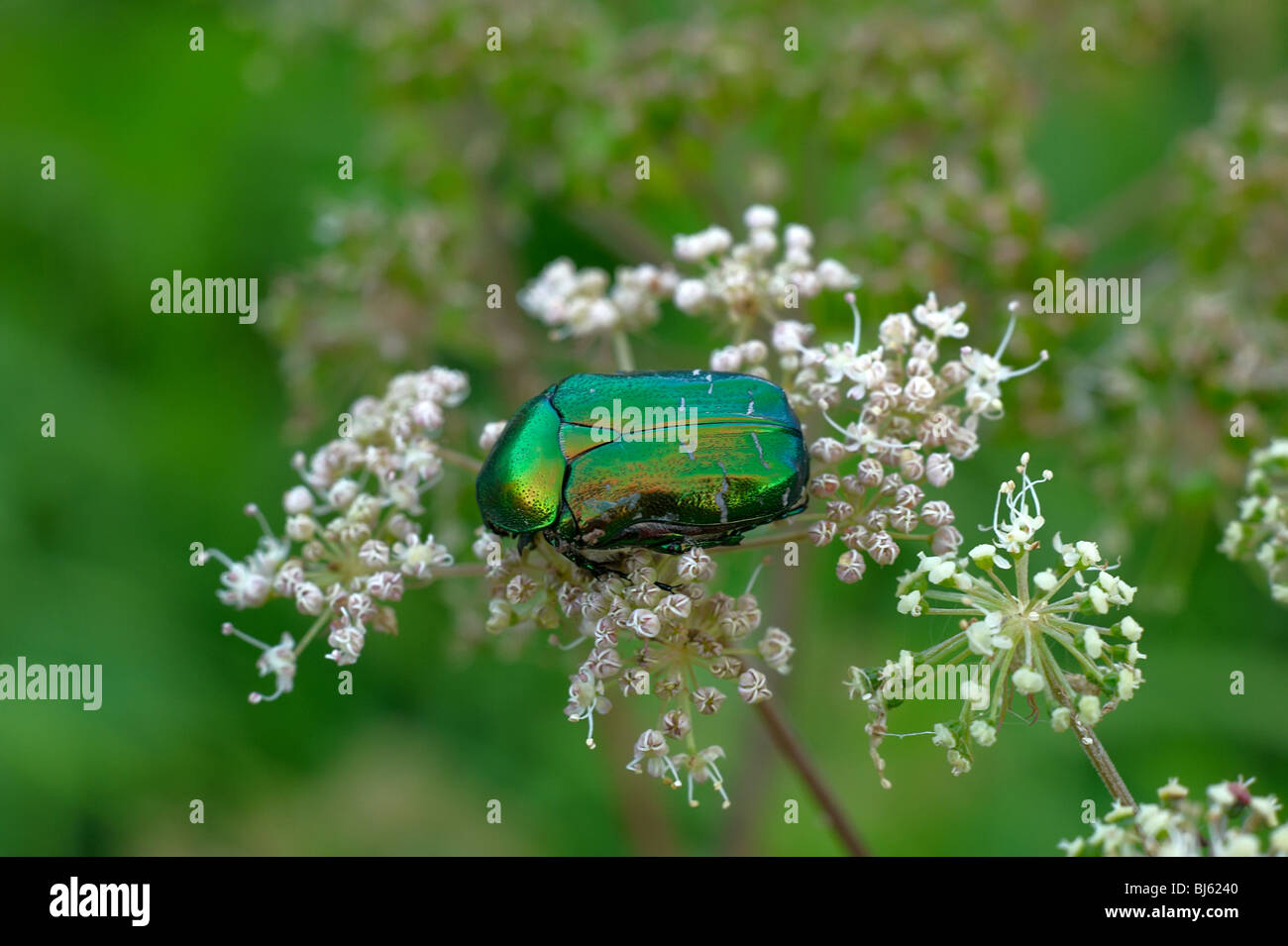 Insect macro, Russia, Moscow Region Stock Photo - Alamy