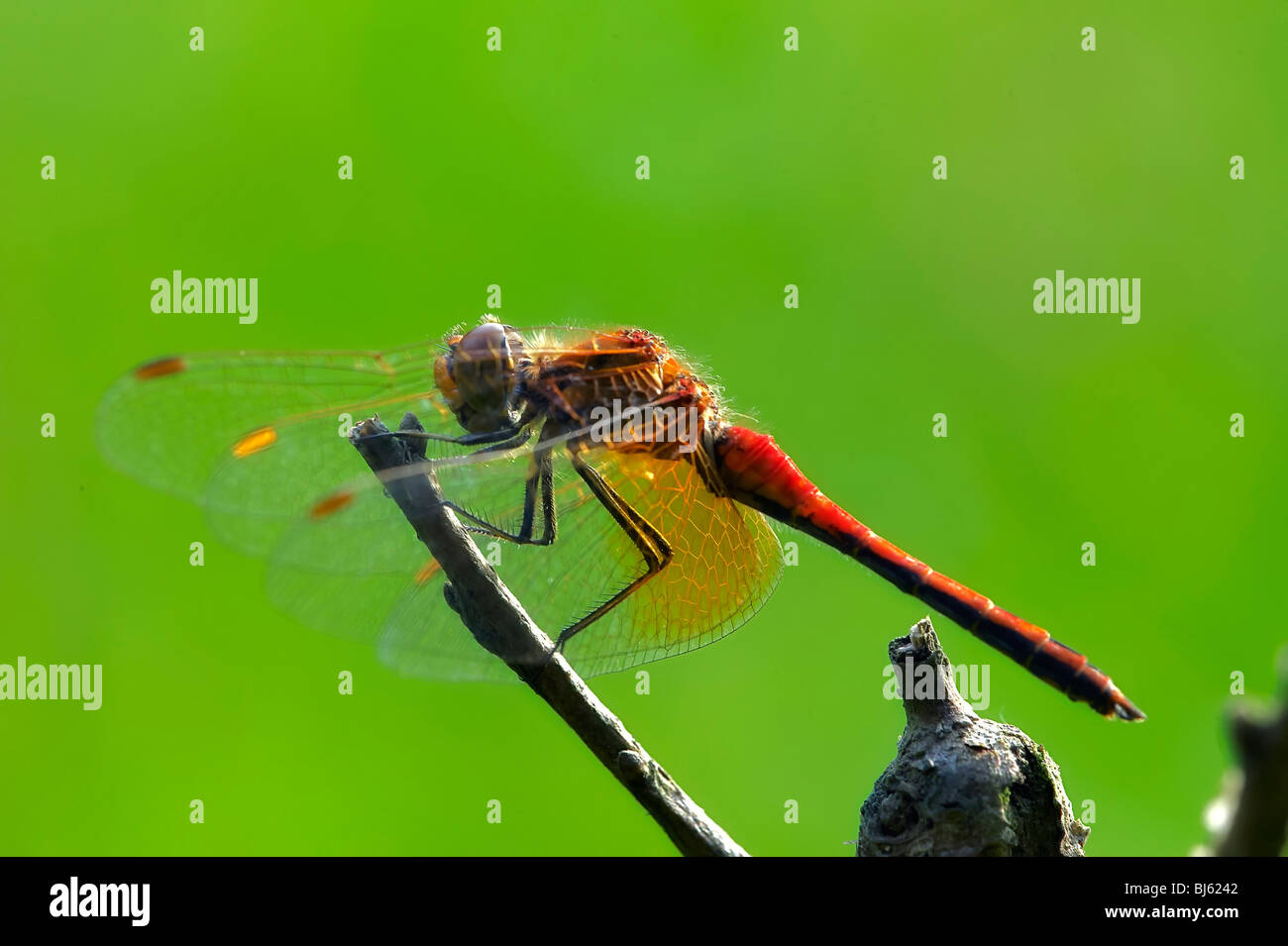 Insect macro, Russia, Moscow Region Stock Photo - Alamy