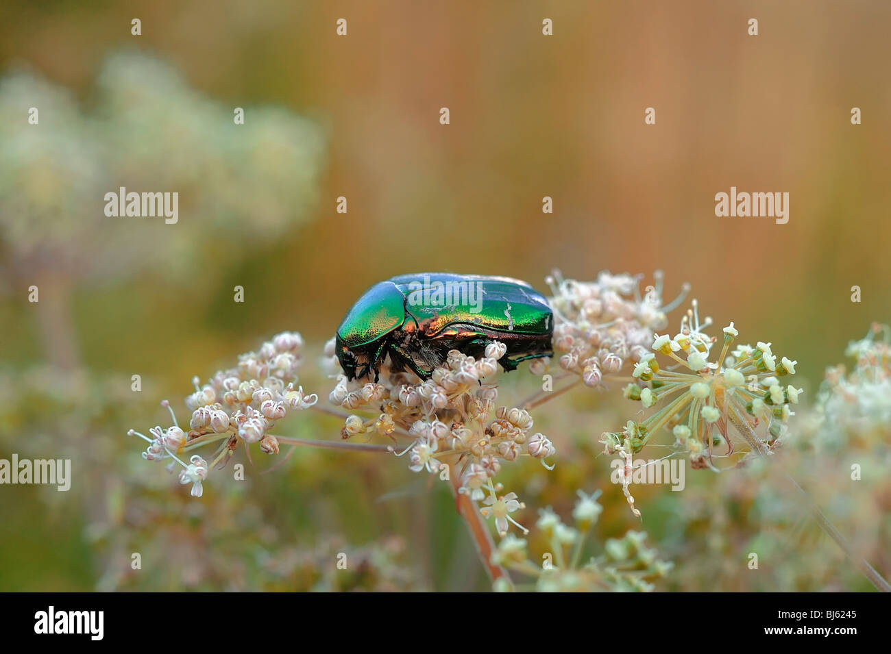 Insect macro, Russia, Moscow Region Stock Photo - Alamy