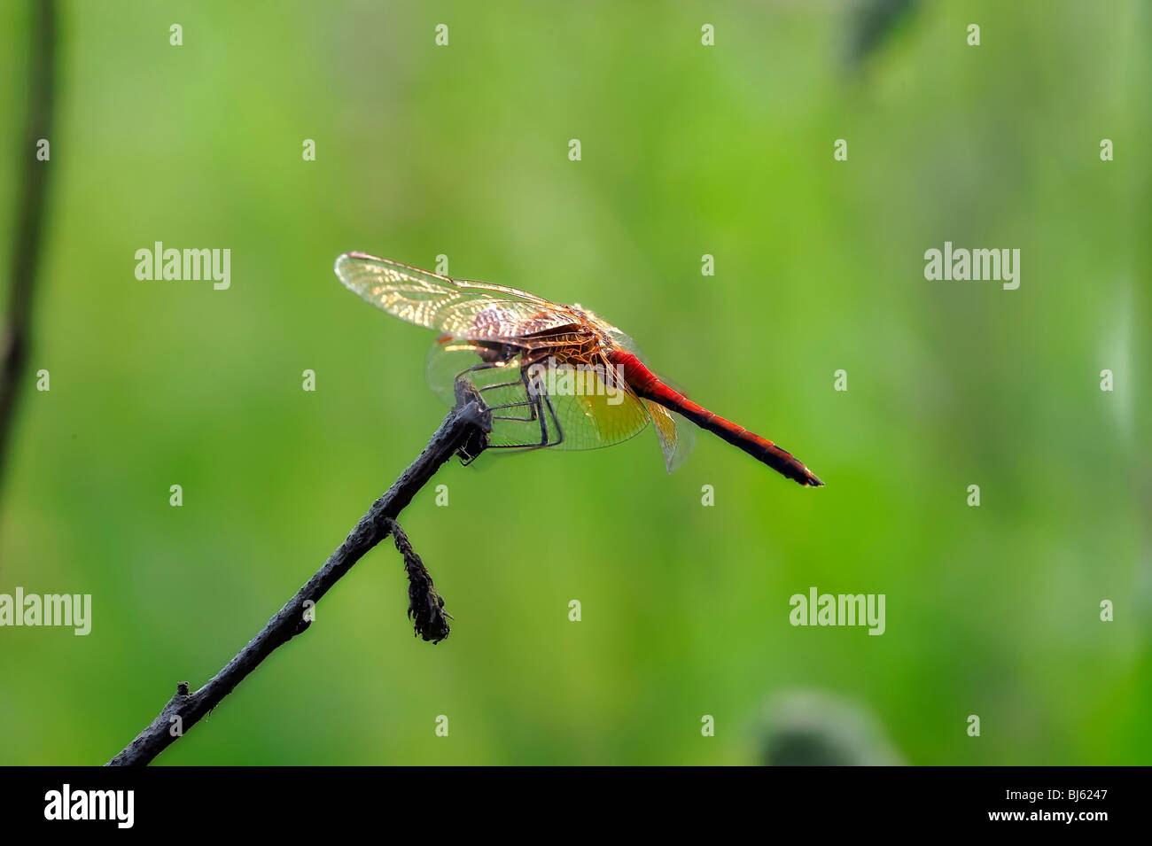 Insect macro, Russia, Moscow Region Stock Photo - Alamy