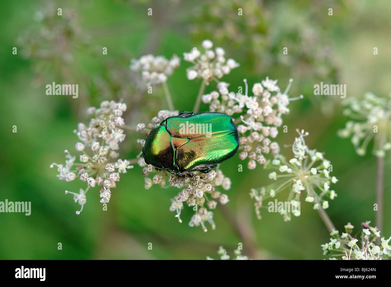 Insect macro, Russia, Moscow Region Stock Photo - Alamy