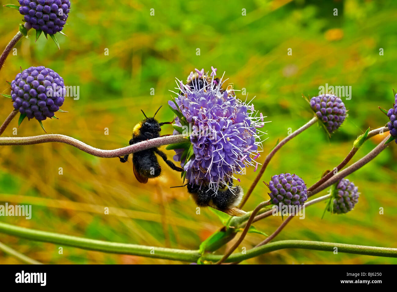 Insect macro, Russia, Moscow Region Stock Photo - Alamy