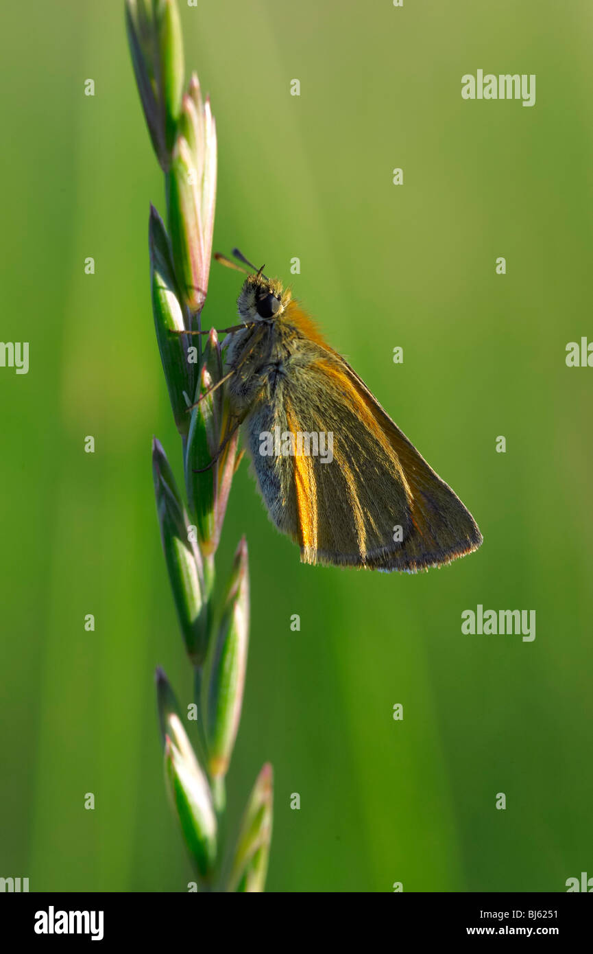 Flying cockroach hi-res stock photography and images - Alamy