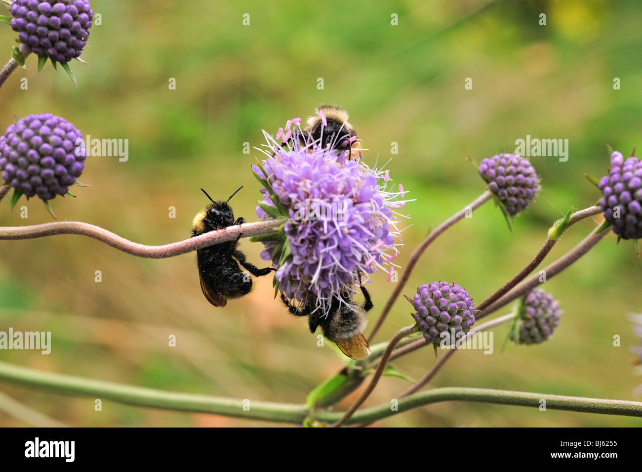 Insect macro, Russia, Moscow Region Stock Photo - Alamy