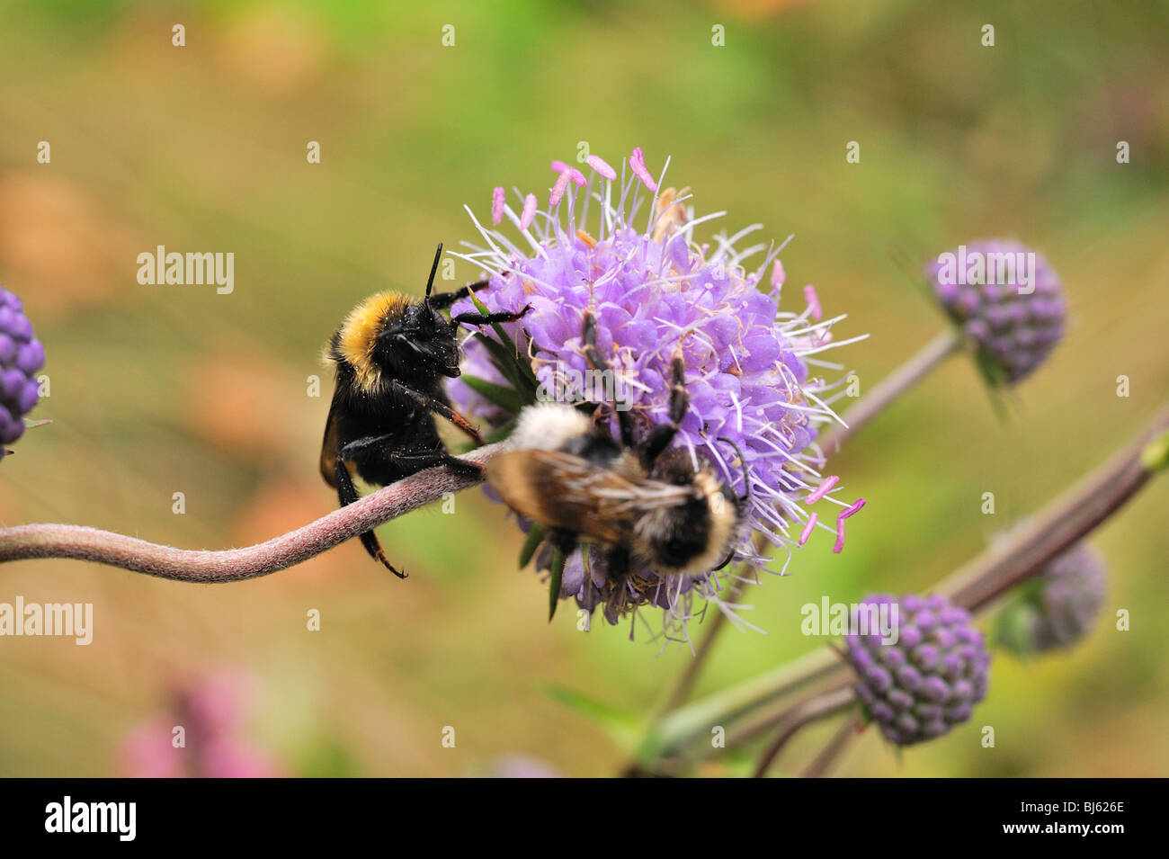 Insect macro, Russia, Moscow Region Stock Photo - Alamy