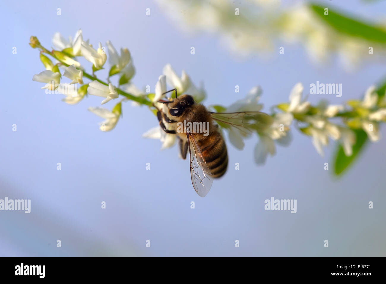 Insect macro, Russia, Moscow Region Stock Photo - Alamy