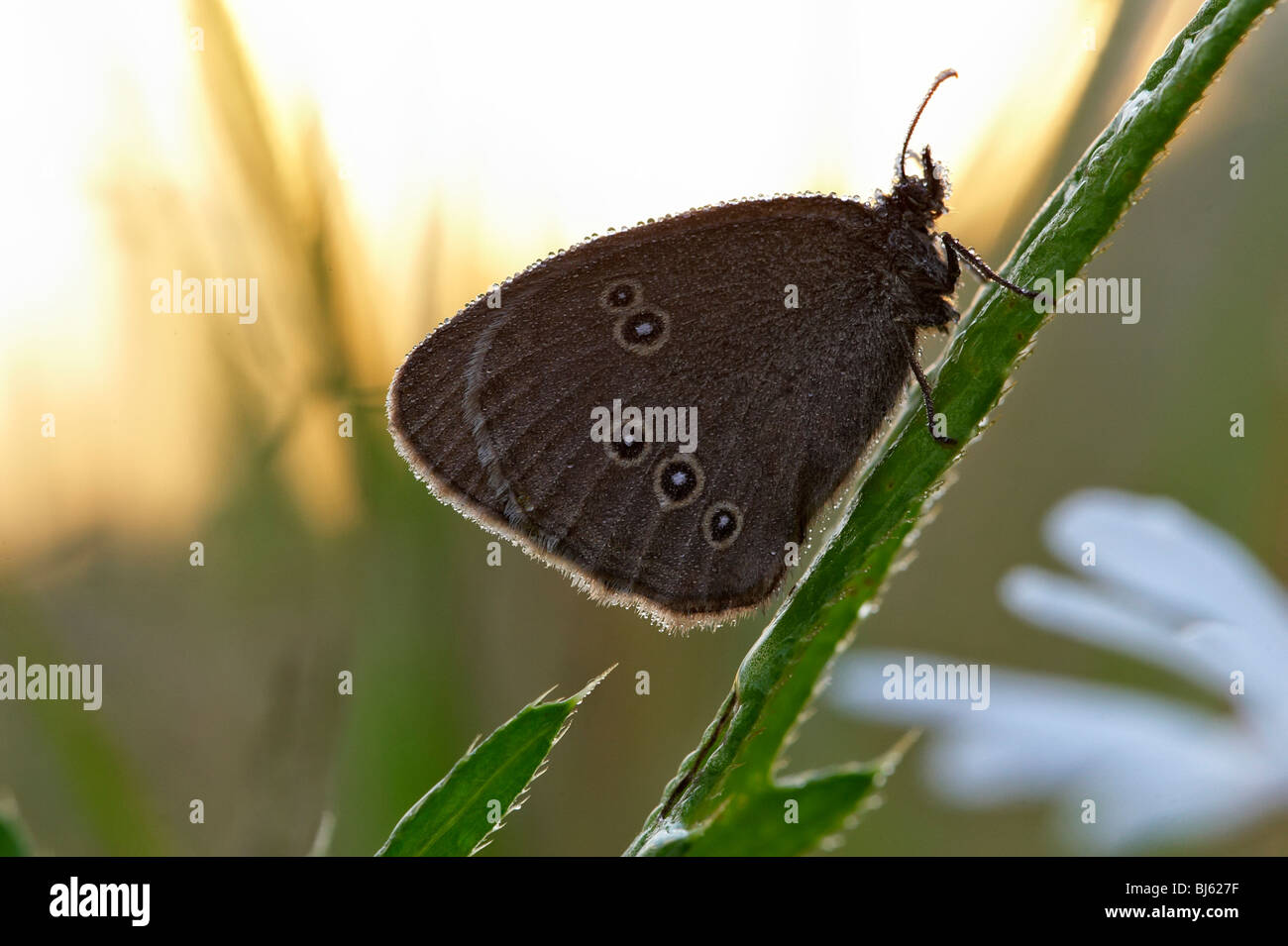 Insect macro, Russia, Moscow Region Stock Photo - Alamy