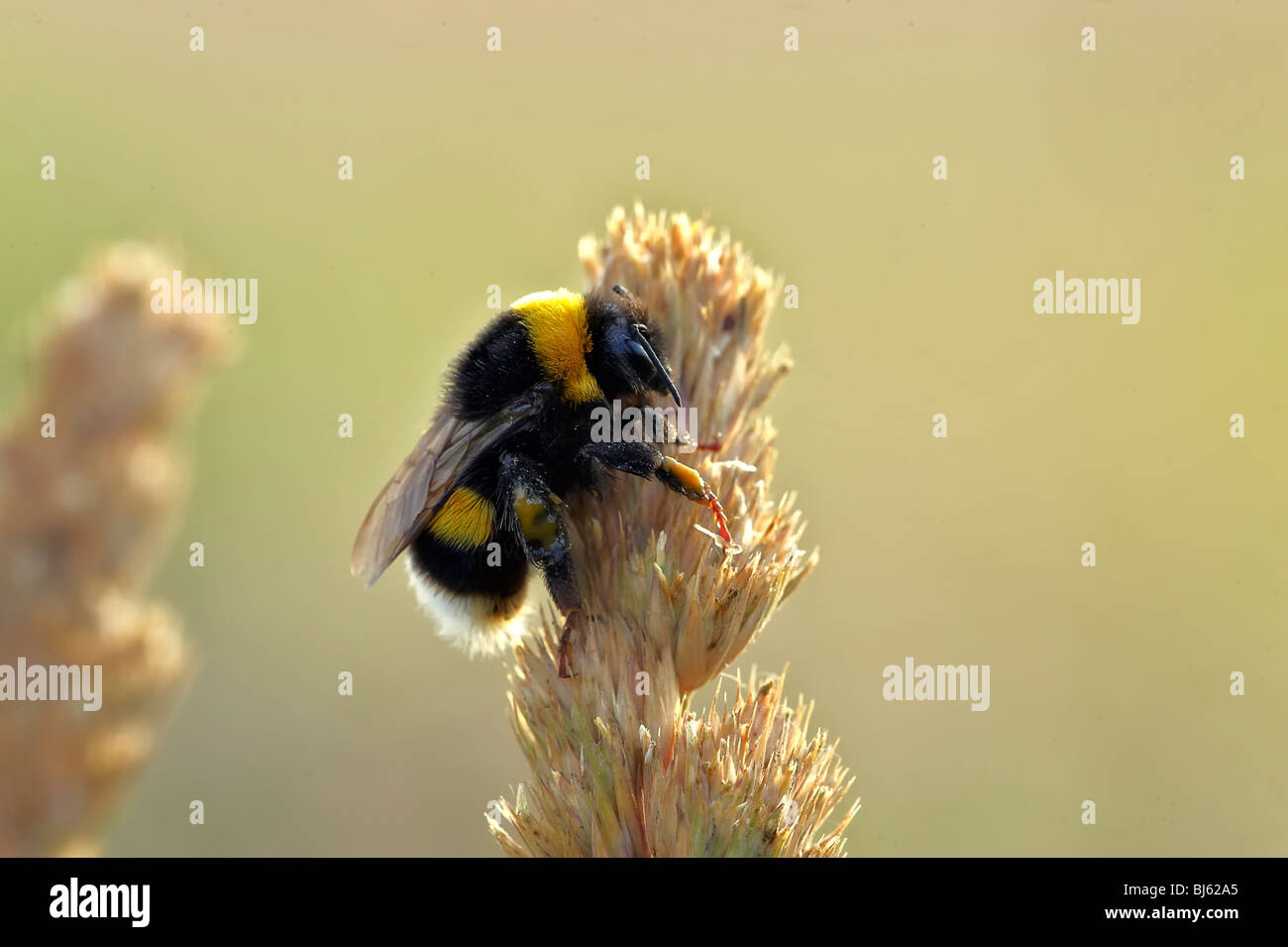 Insect macro, Russia, Moscow Region Stock Photo - Alamy
