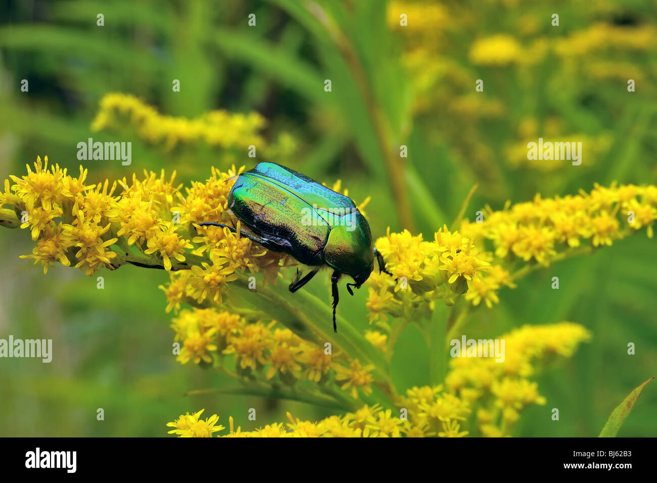 Insect macro, Russia, Moscow Region Stock Photo - Alamy
