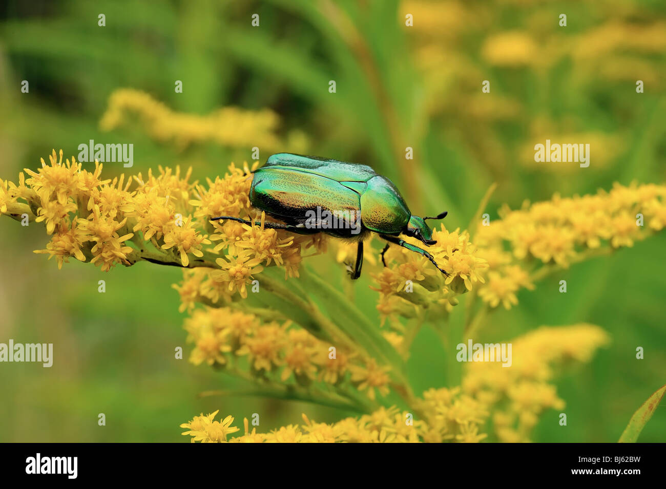 Insect macro, Russia, Moscow Region Stock Photo - Alamy