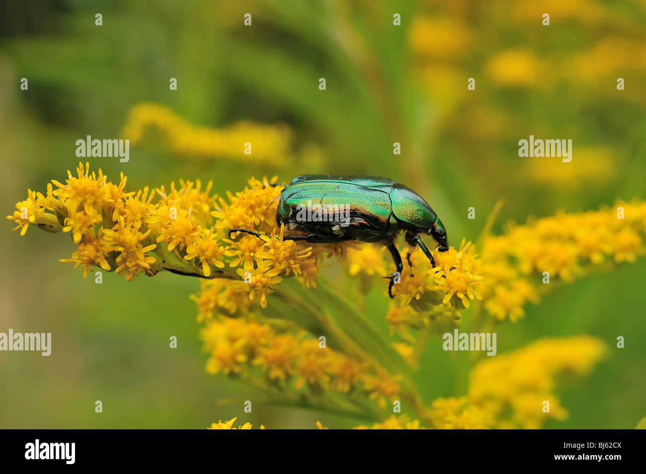 Insect macro, Russia, Moscow Region Stock Photo - Alamy
