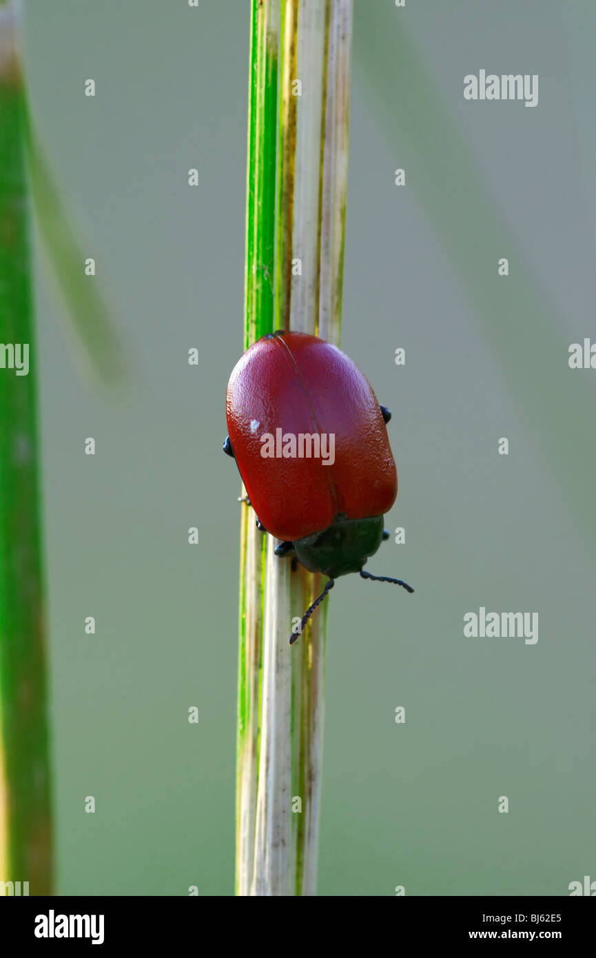 Ladybug colony hi-res stock photography and images - Alamy