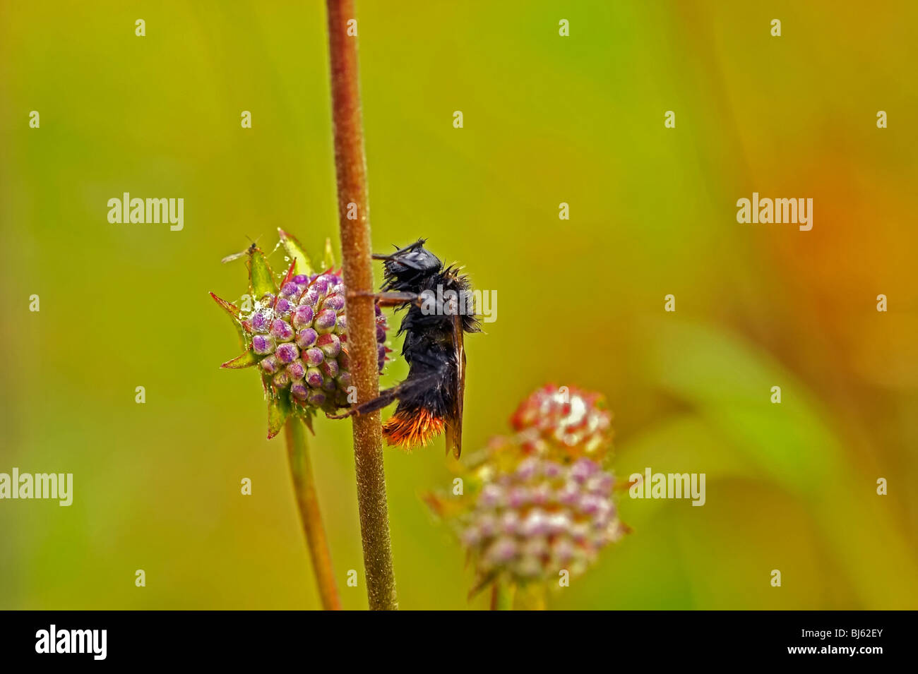 Insect macro, Russia, Moscow Region Stock Photo - Alamy