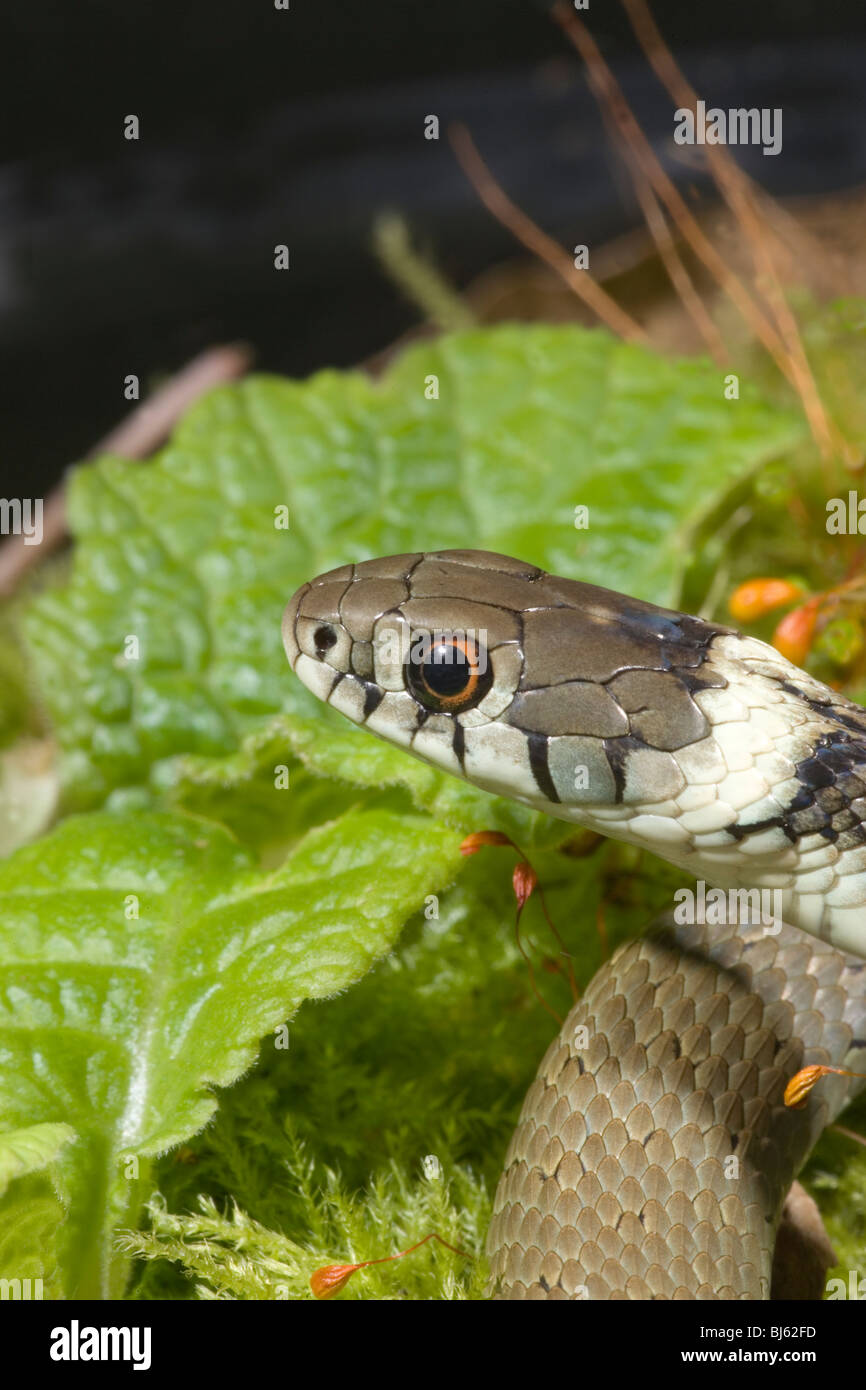 Spanish Grass Snake (Natrix natrix astreptophora). Immature. Cantabria ...