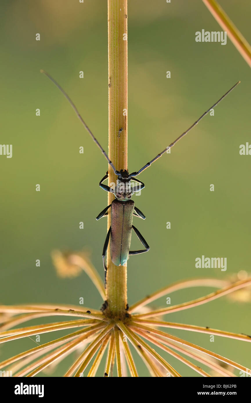 Insect macro, Russia, Moscow Region Stock Photo - Alamy