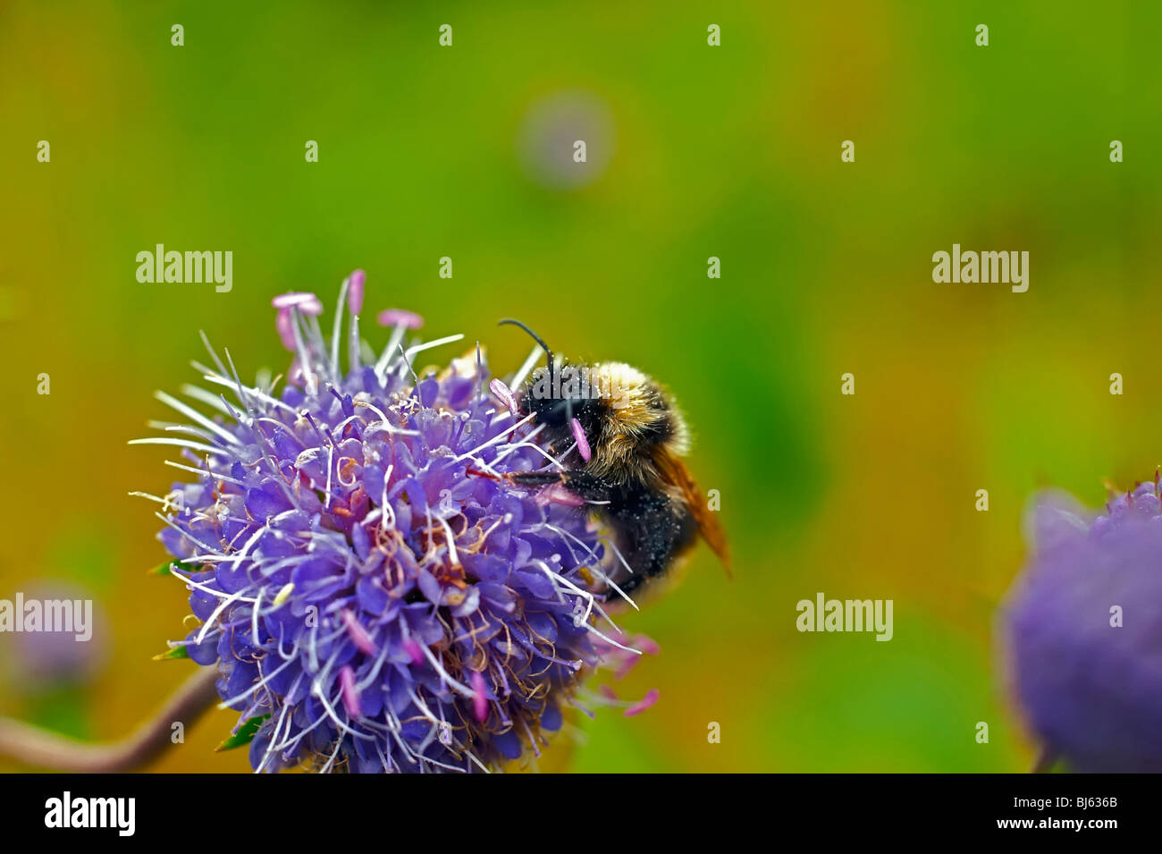 Insect macro, Russia, Moscow Region Stock Photo - Alamy