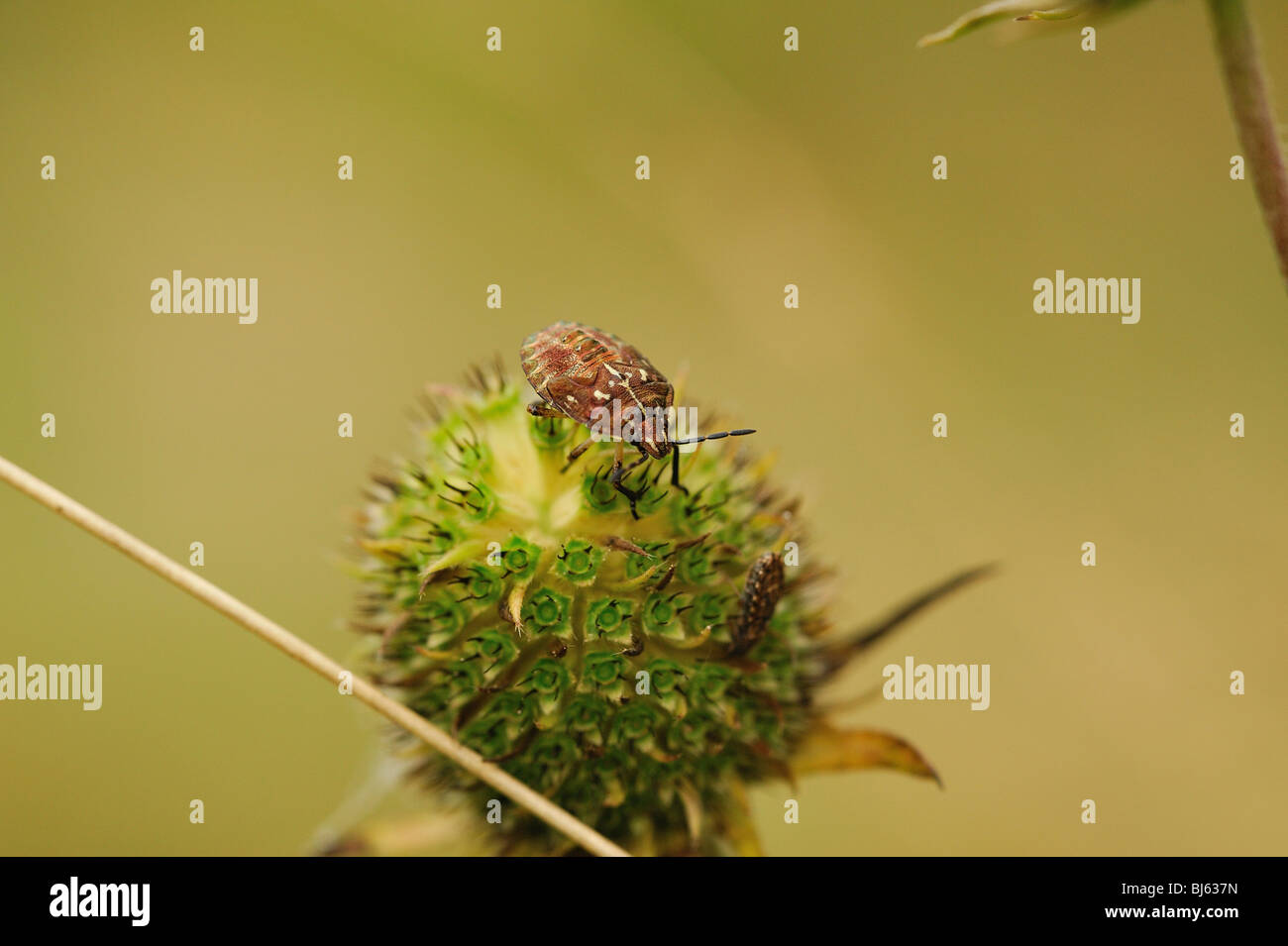 Predatory house fly hi-res stock photography and images - Alamy