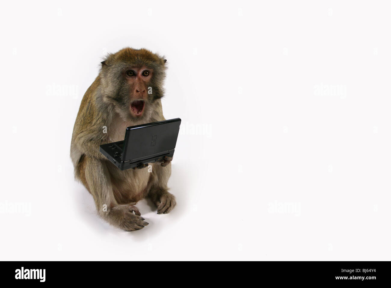 Rhesus Monkey playing computer game Stock Photo - Alamy Rhesus Monkey playing computer game Stock Photo - Alamy