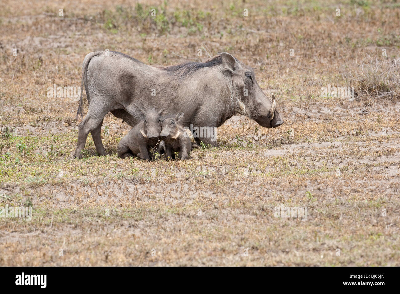 Warthog sow Phacochoerus africanus kneeling to feed with two young on ...