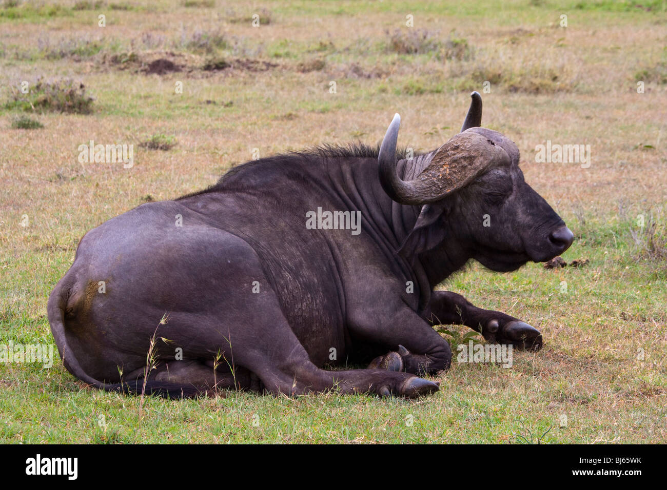 Buffalo lying down Masai Mara Kenya Africa Stock Photo - Alamy