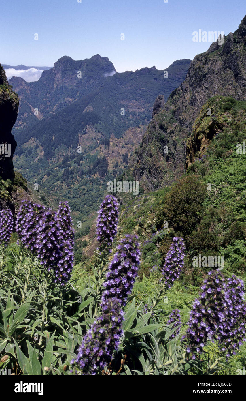The Pride of Madeira (Echium candicans), a flower endemic to Madeira ...