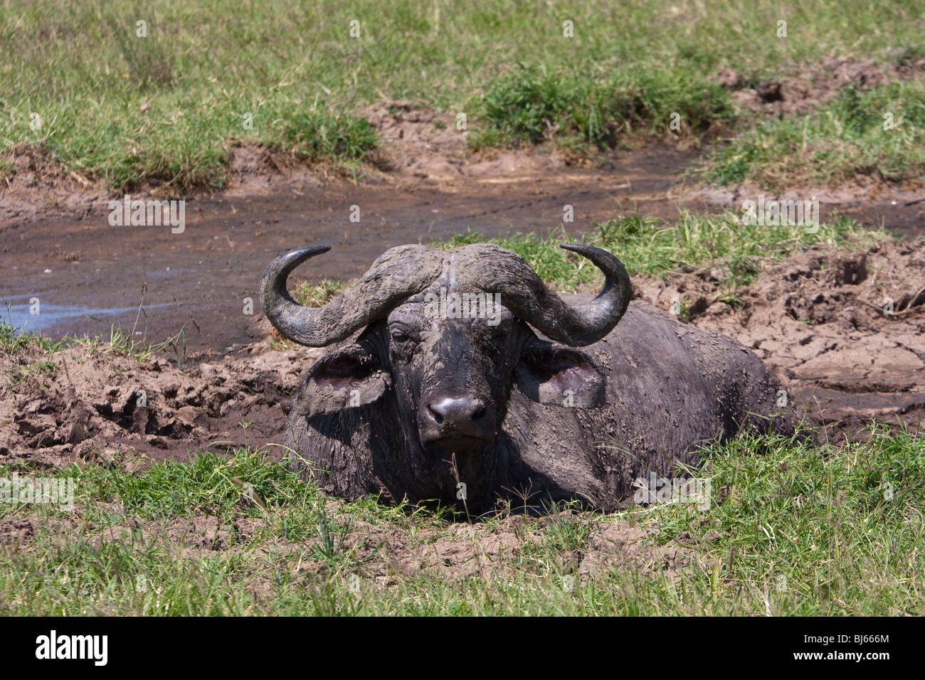 Mud wallowing buffalo hi-res stock photography and images - Alamy