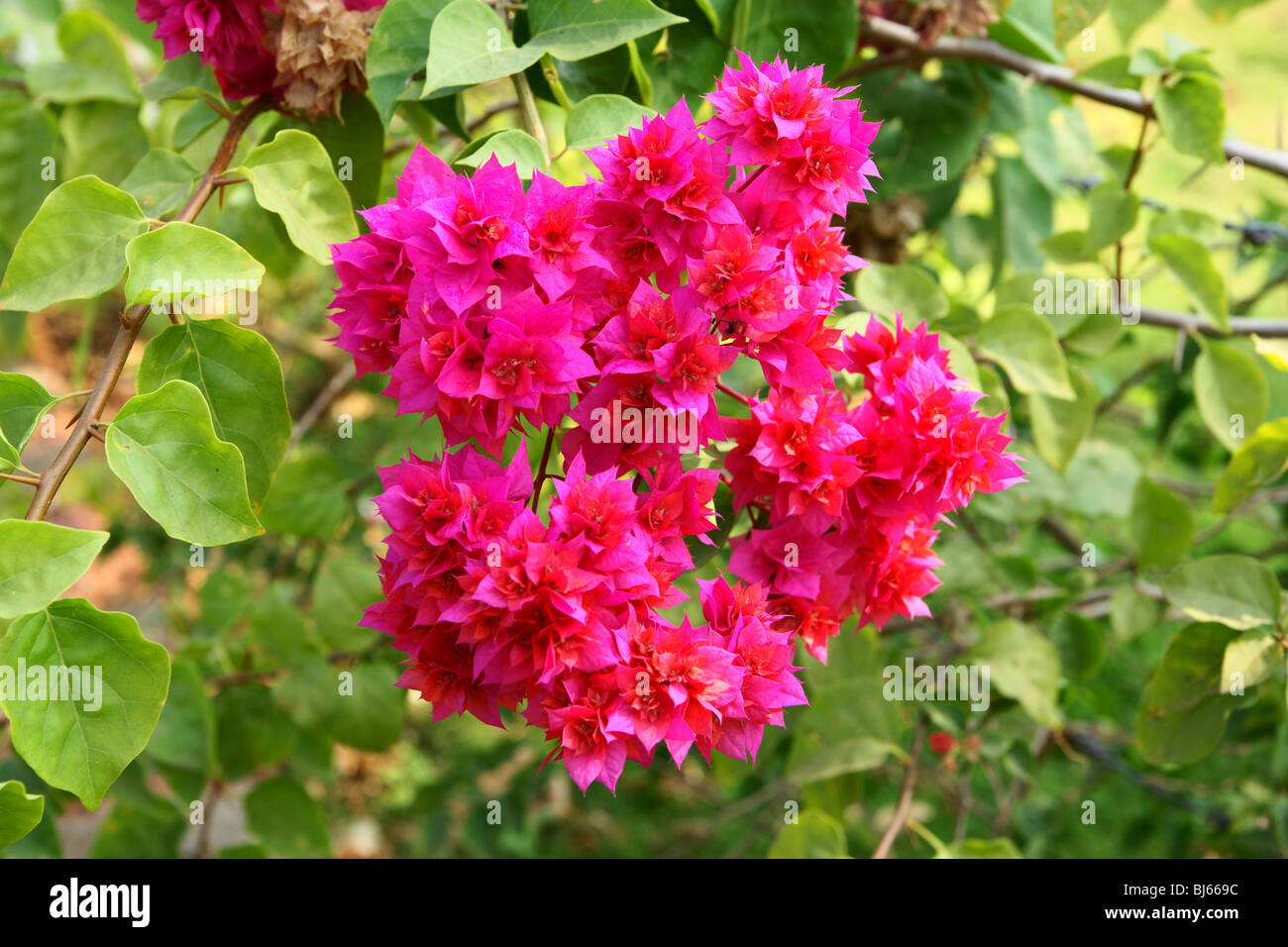 Views along the Baga River Arpora Goa Stock Photo - Alamy