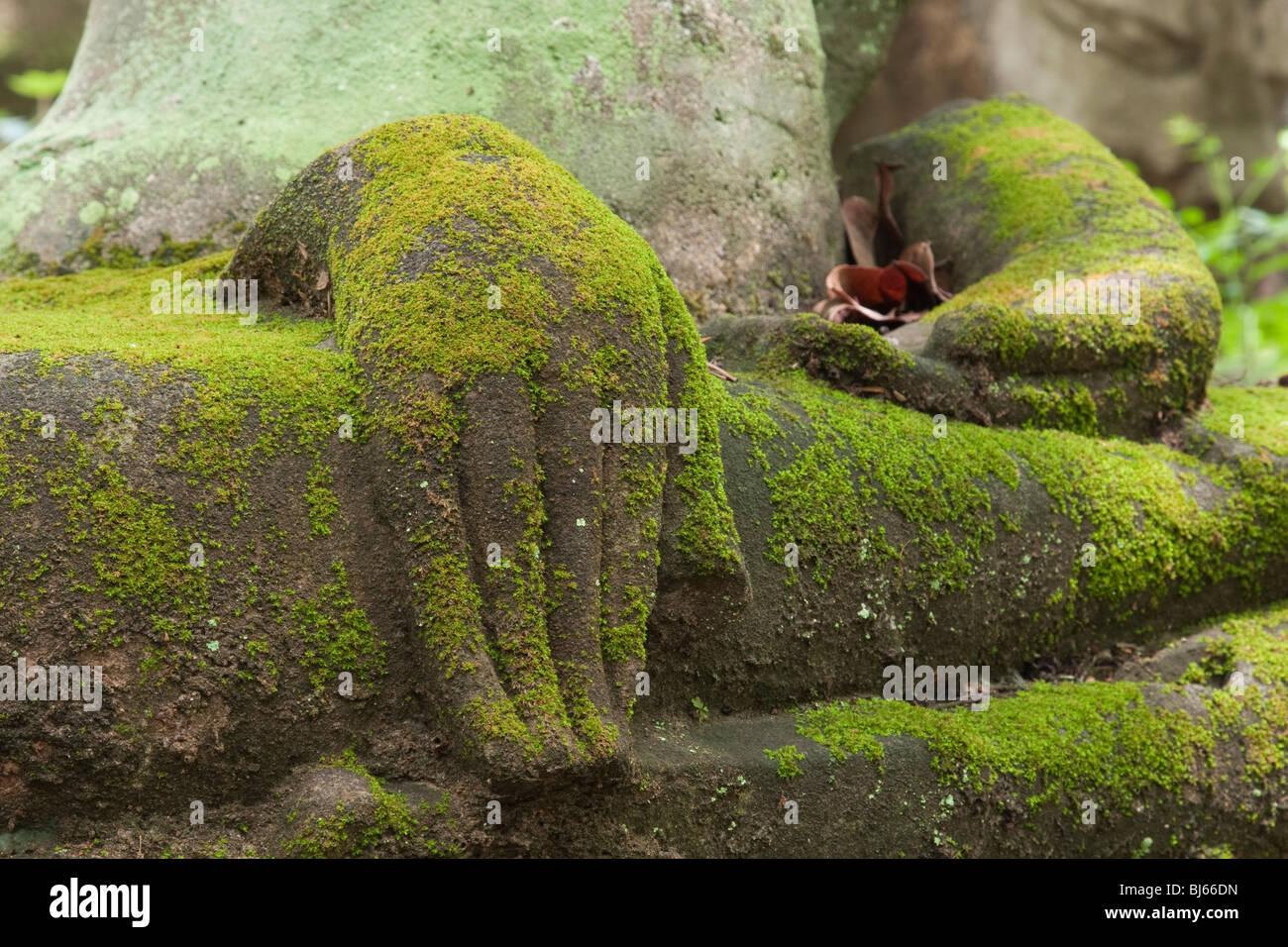 A Buddha statue covered in green moss Stock Photo - Alamy
