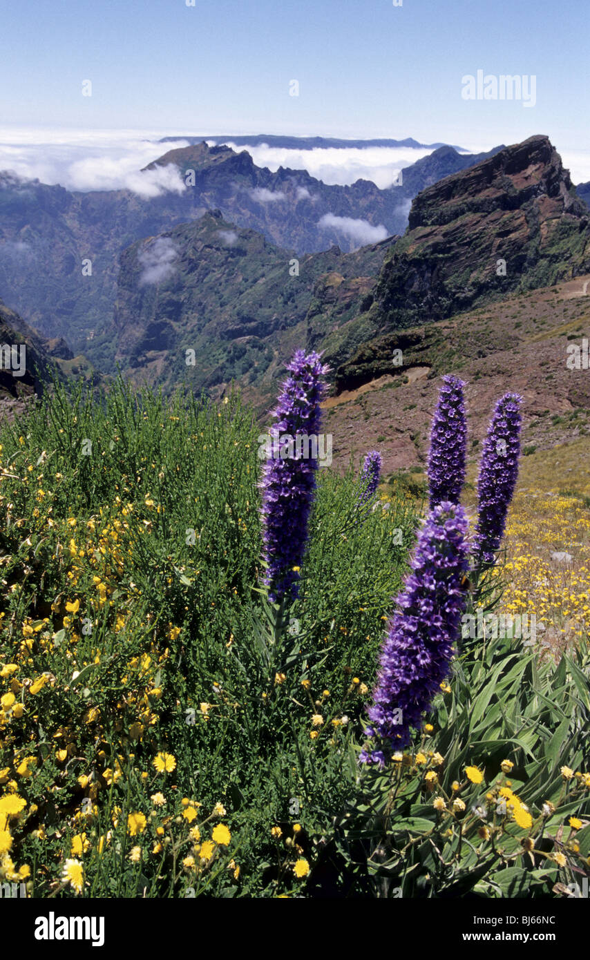 The Pride of Madeira (Echium candicans), a flower endemic to Madeira ...