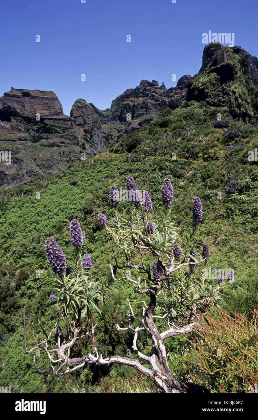 The Pride of Madeira (Echium candicans), a flower endemic to Madeira ...