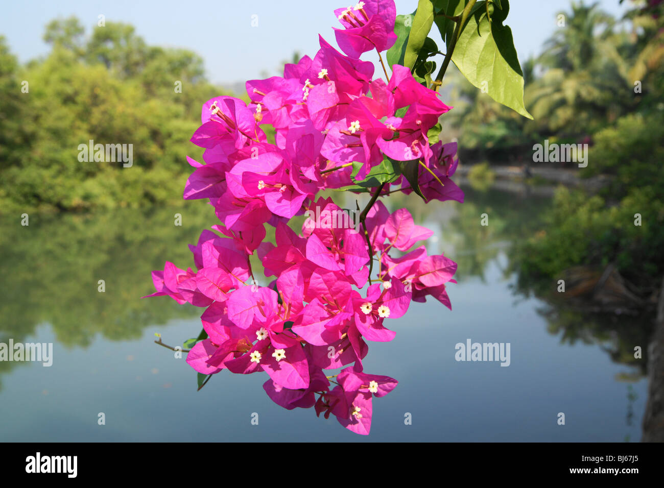 Baga river goa hi-res stock photography and images - Alamy