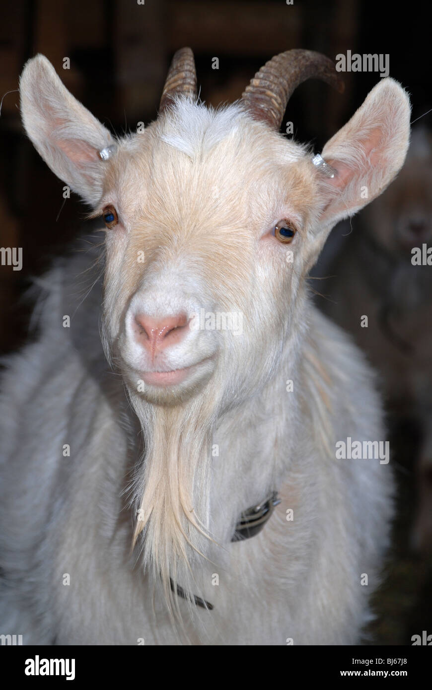 goat looking curious into the camera Stock Photo - Alamy
