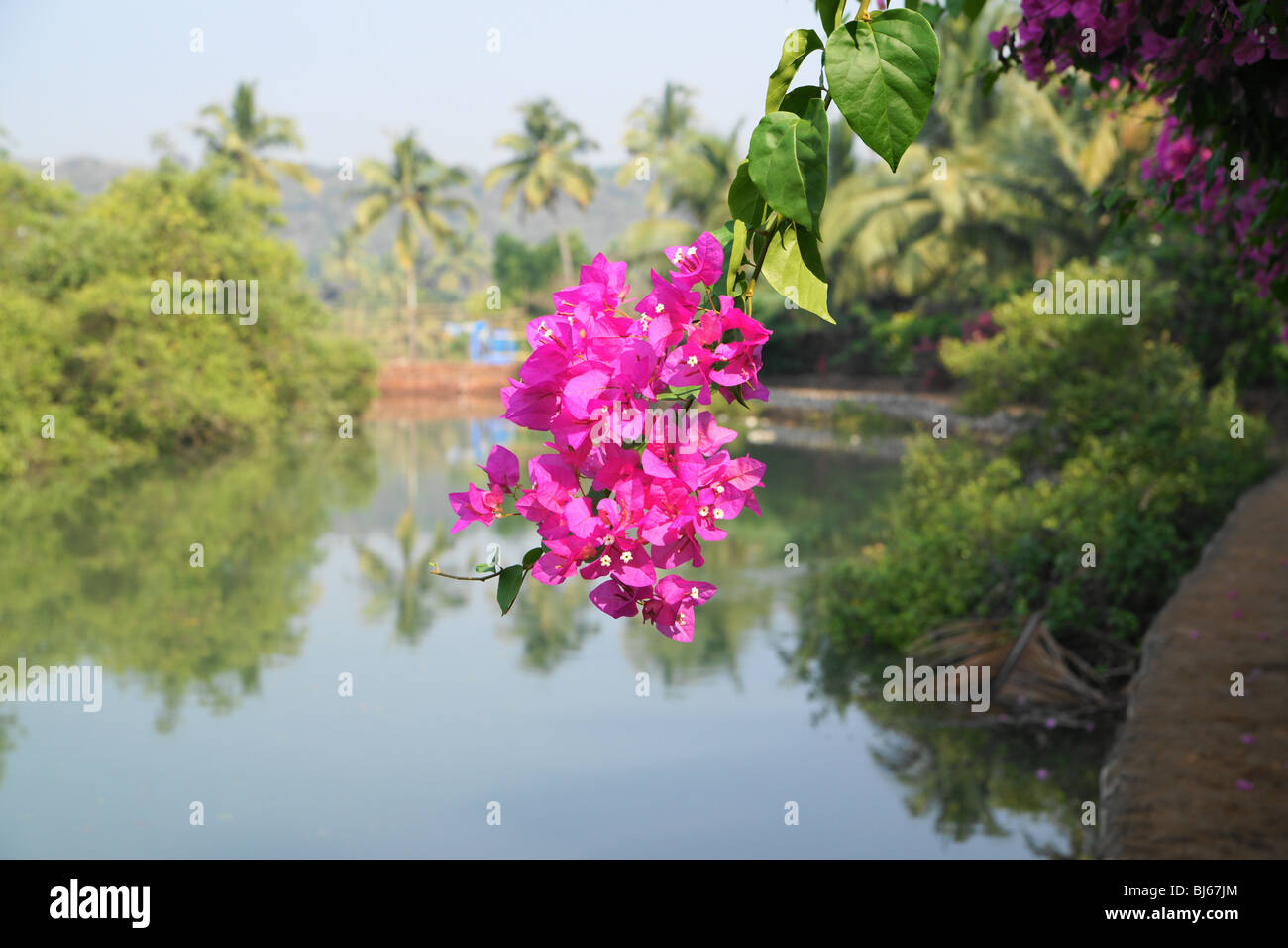 Baga river goa hi-res stock photography and images - Alamy