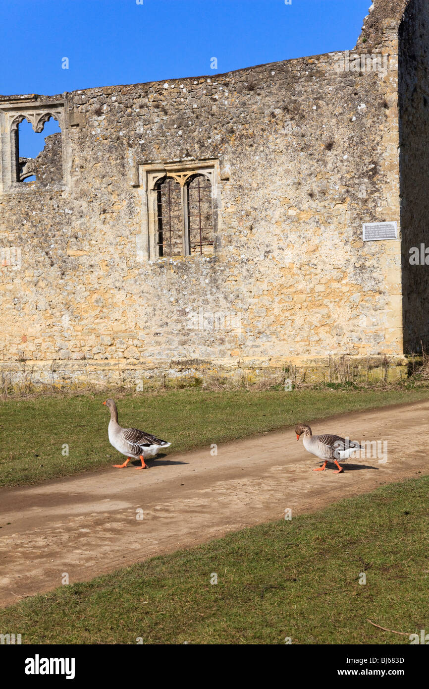 Path Two Geese High Resolution Stock Photography and Images - Alamy