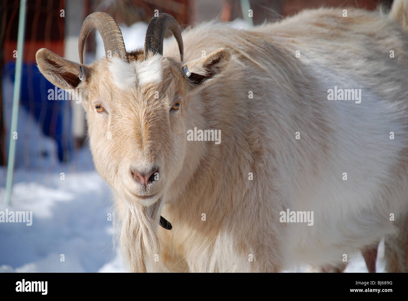 Chew goat hi-res stock photography and images - Alamy