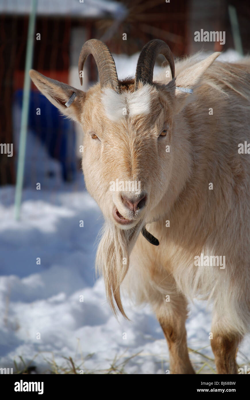 Goat funny hi-res stock photography and images - Alamy