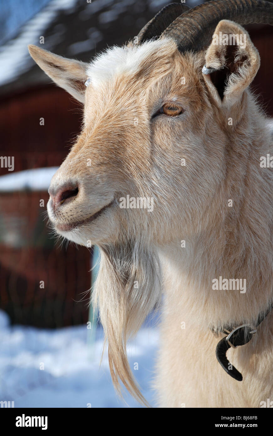 Profile goat hi-res stock photography and images - Alamy