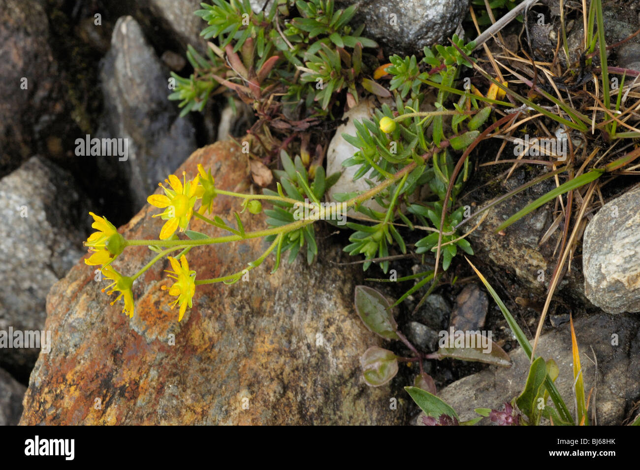 Yellow Saxifrage, saxifraga aizoides Stock Photo - Alamy
