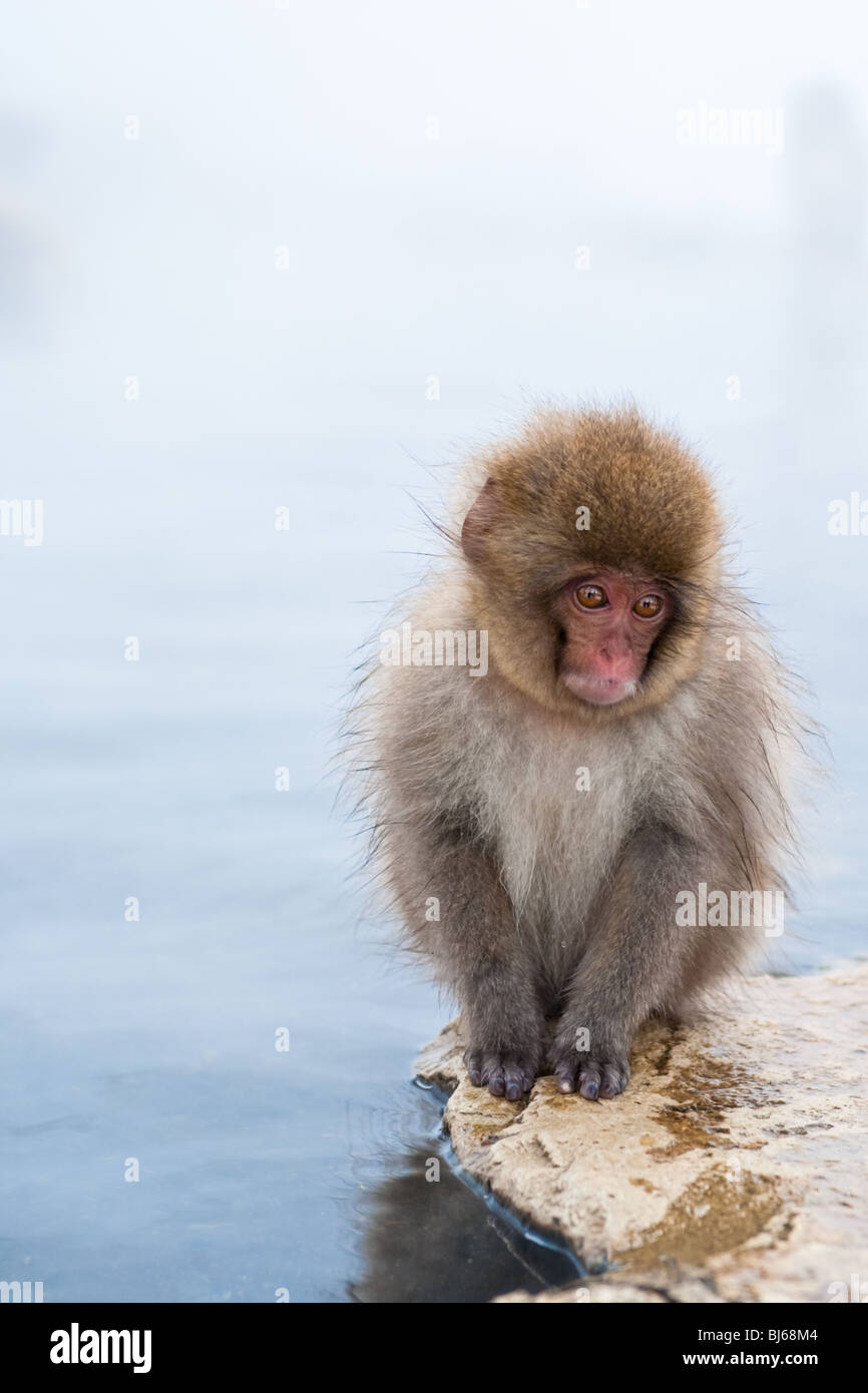 Monkey hotspring hi-res stock photography and images - Alamy